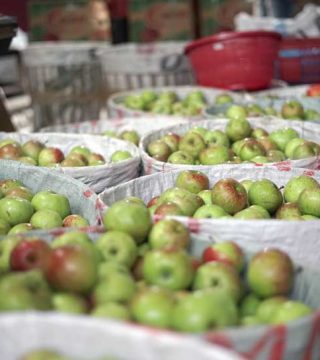 Jual Apel Rome Beauty | Tani Marts